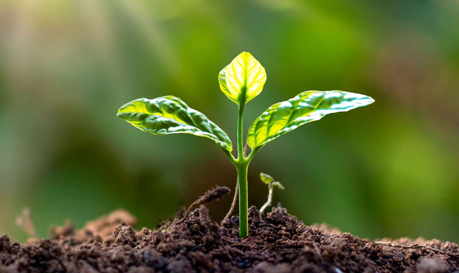 「スモールオフィスとは？小規模企業や個人事業主向けオフィスのメリットと選び方」｜BUILMILL(ビルミル)